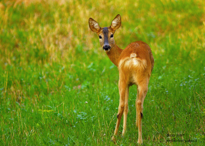 Il Capriolo , Natura Mediterraneo | Forum Naturalistico
