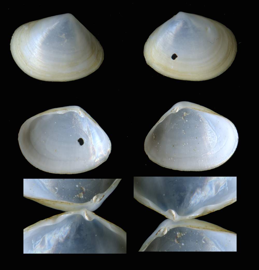 SEMELIDAE? , Natura Mediterraneo | Forum Naturalistico