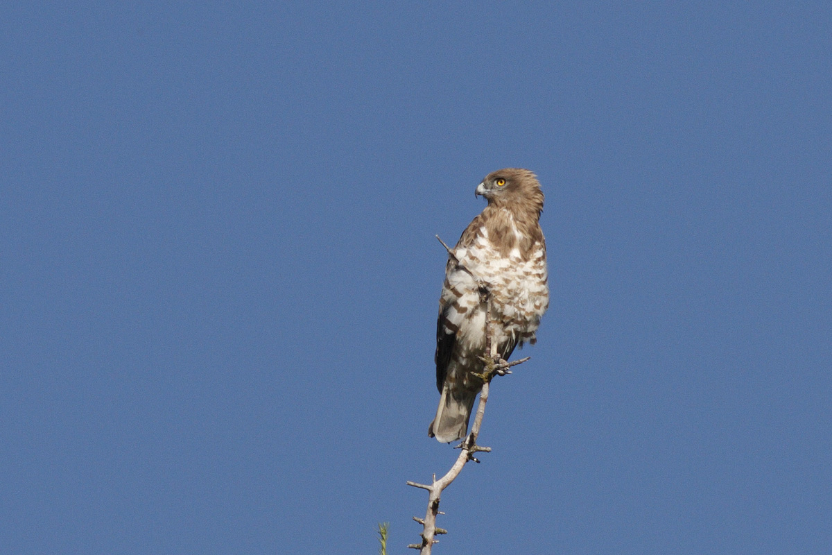 Rapace Val D'Aosta , Natura Mediterraneo | Forum Naturalistico