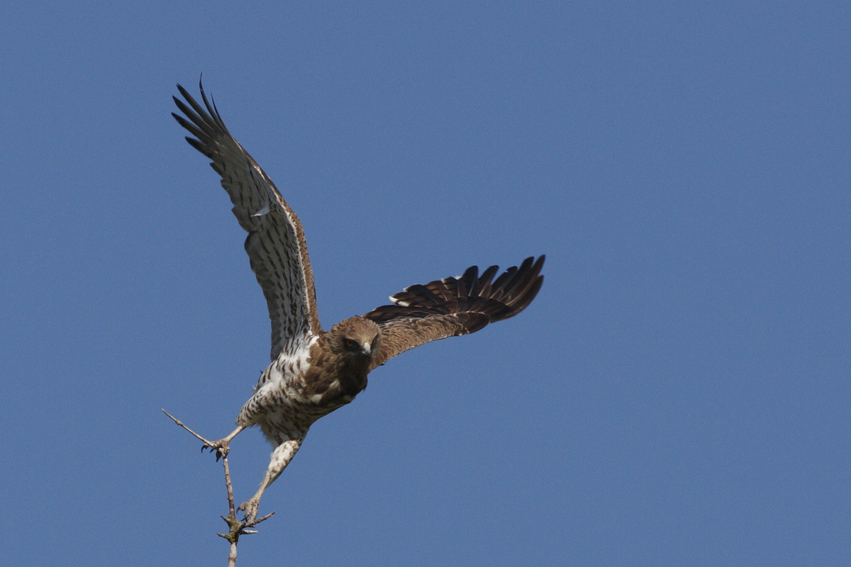Rapace Val D'Aosta , Natura Mediterraneo | Forum Naturalistico