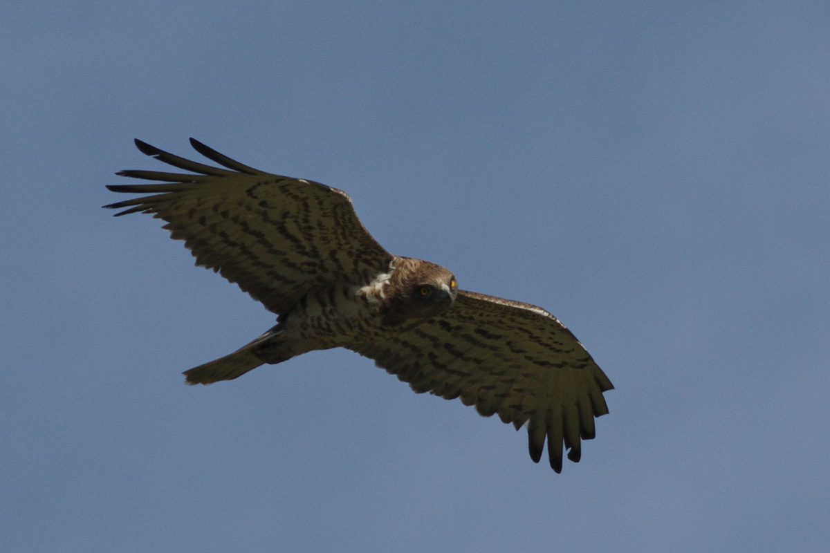 Rapace Val D'Aosta , Natura Mediterraneo | Forum Naturalistico
