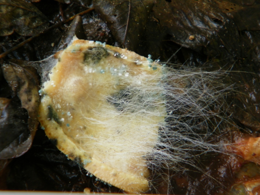 Ife fungine in movimento ?? Stereoscopio 20x , Natura Mediterraneo ...