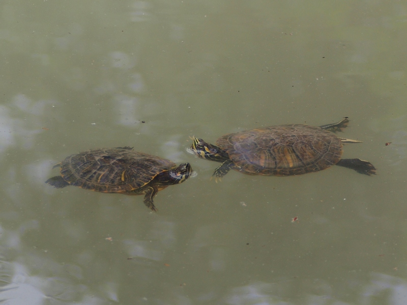 Emydidae Trachemys scripta , Natura Mediterraneo | Forum Naturalistico