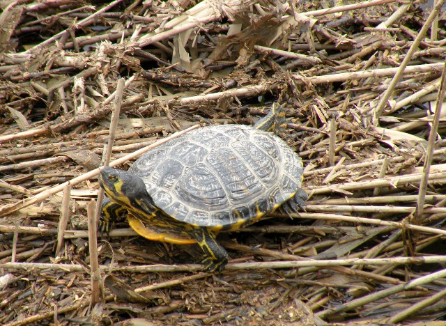 Emydidae Trachemys scripta , Natura Mediterraneo | Forum Naturalistico