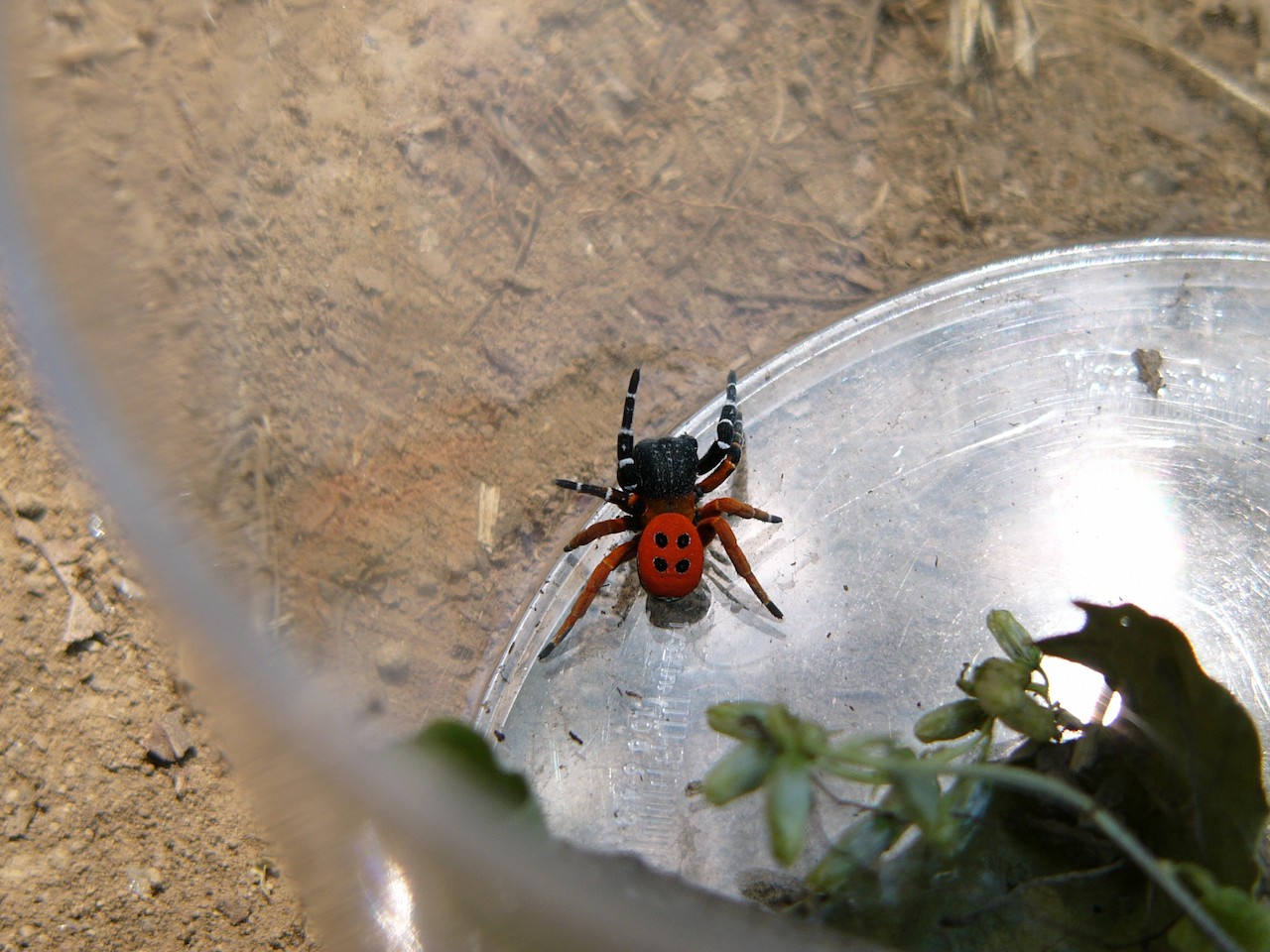 ragno al Monte Gelato: maschio di Eresus sp. , Natura Mediterraneo ...