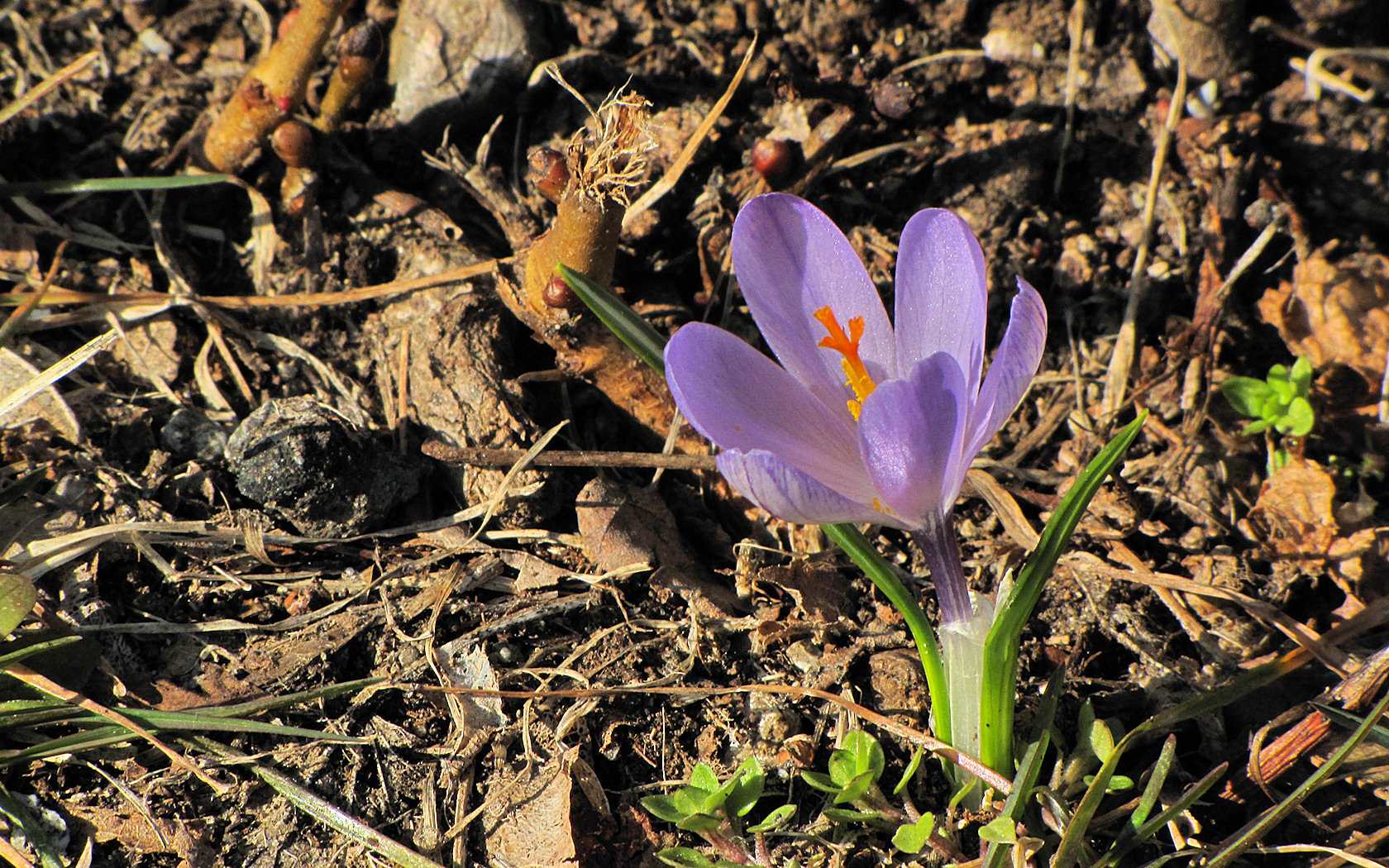 Primi Crochi , Natura Mediterraneo | Forum Naturalistico
