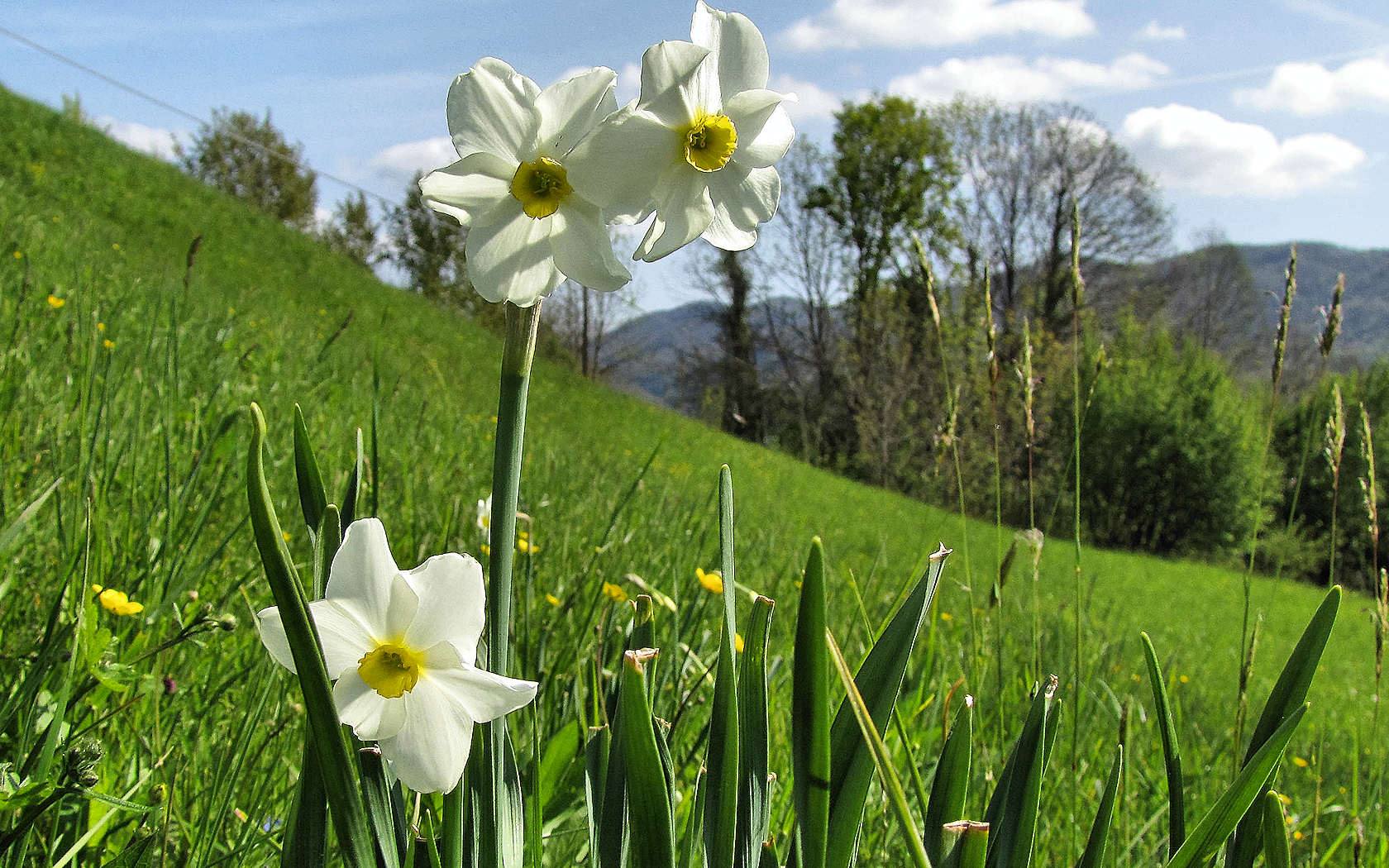 Primi Narcisi , Natura Mediterraneo | Forum Naturalistico
