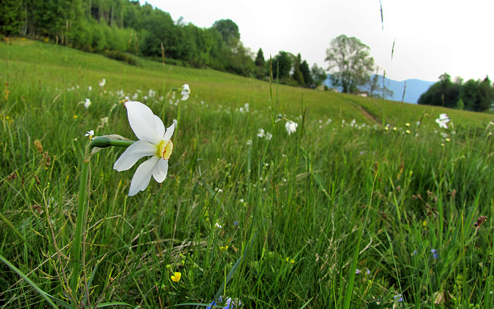 pascolo alpino , Natura Mediterraneo | Forum Naturalistico