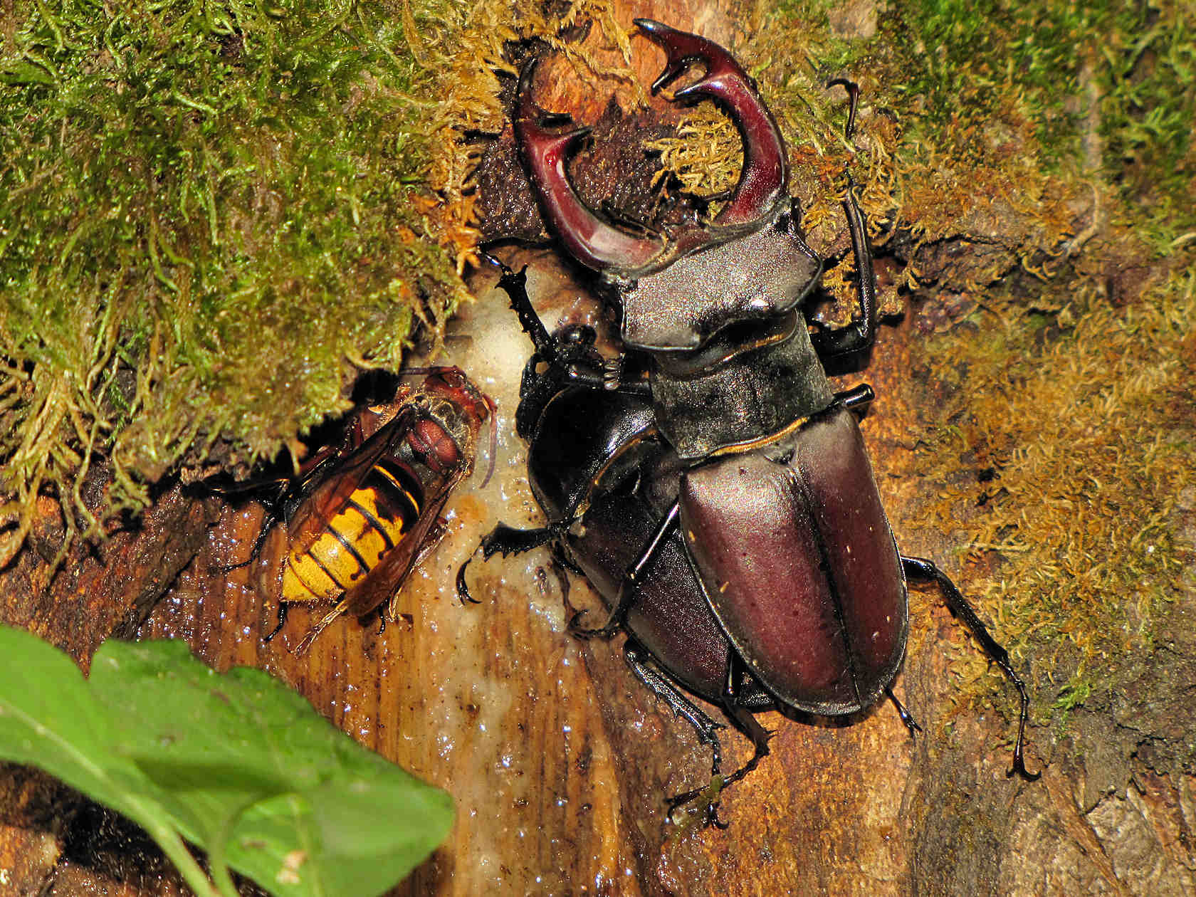 Cervi Volanti , Natura Mediterraneo | Forum Naturalistico