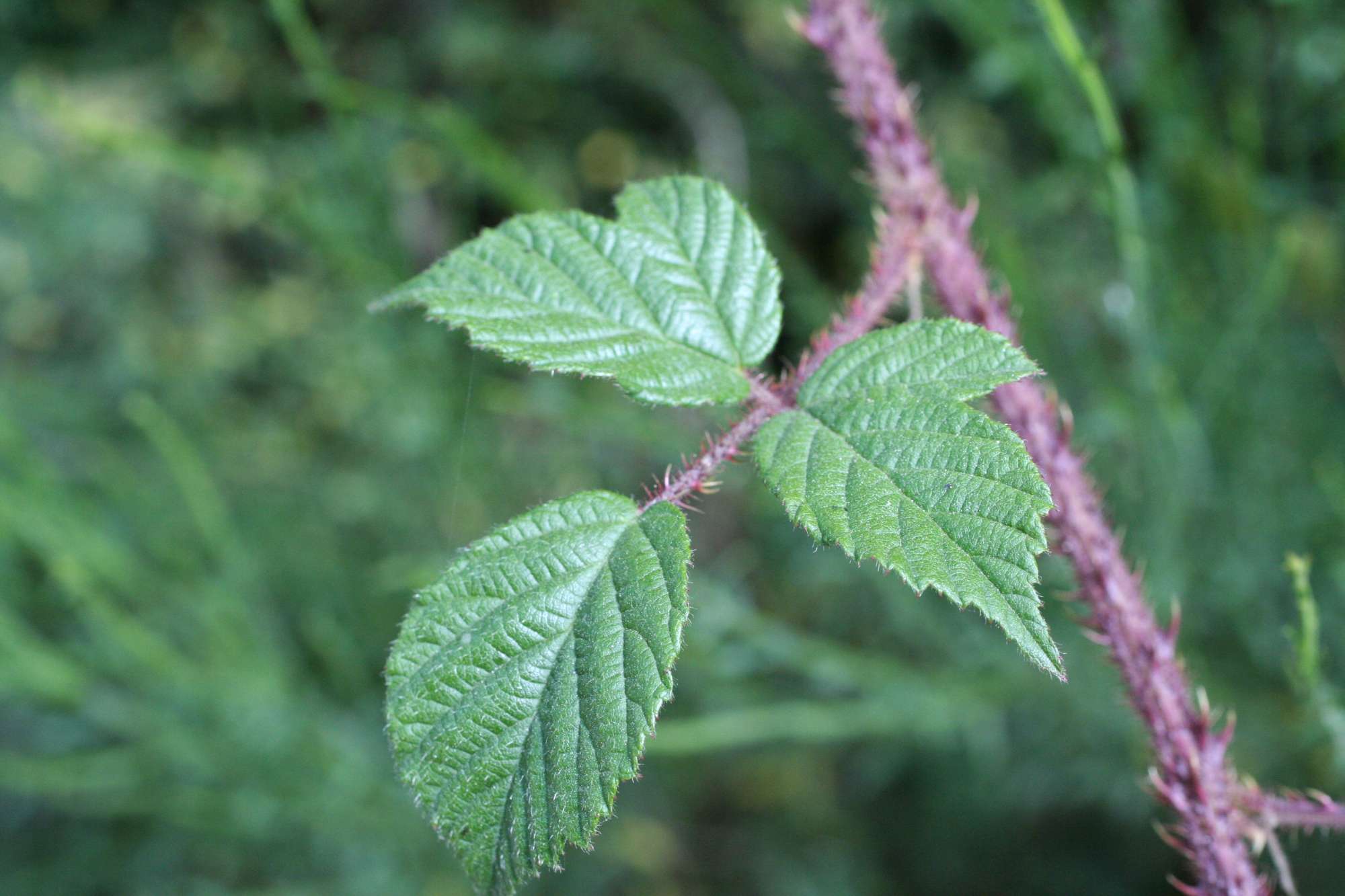 Rubus hirtus ? , Natura Mediterraneo | Forum Naturalistico