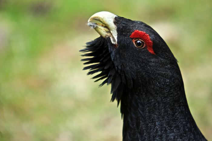 Urogallo Tetrao urogallus , Natura Mediterraneo | Forum Naturalistico