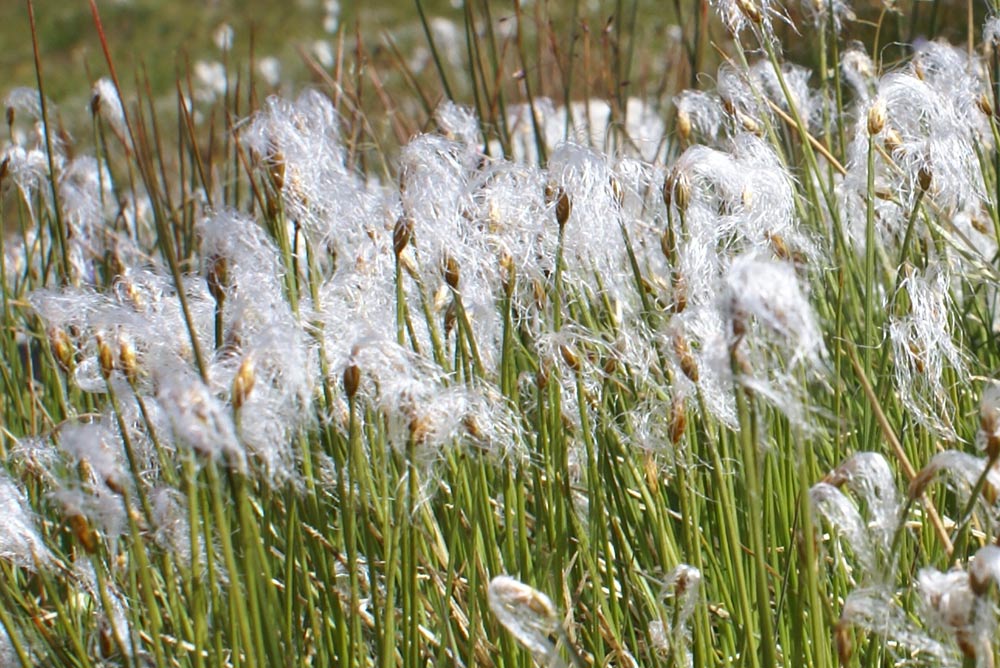 eriofori , Natura Mediterraneo | Forum Naturalistico