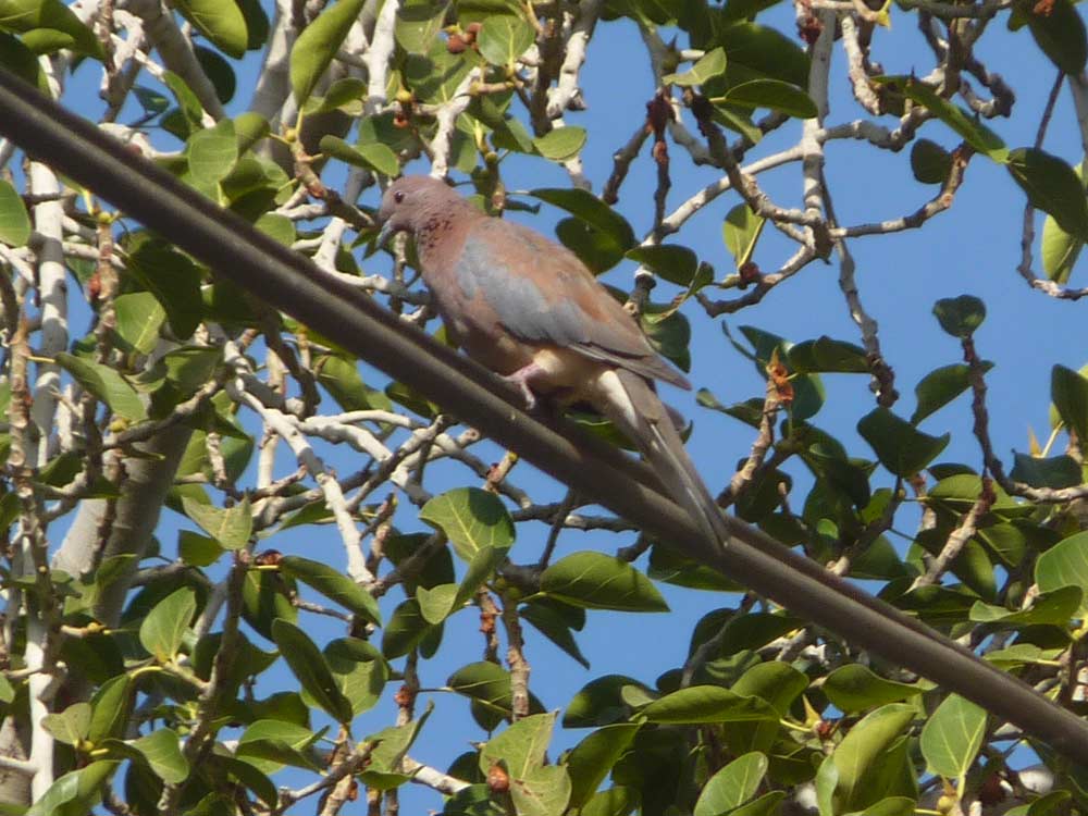 Tortora delle palme? , Natura Mediterraneo | Forum Naturalistico