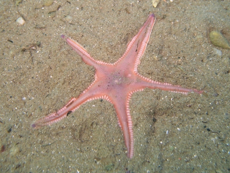 Astropecten irregularis (Pennant, 1777) , Natura Mediterraneo | Forum ...