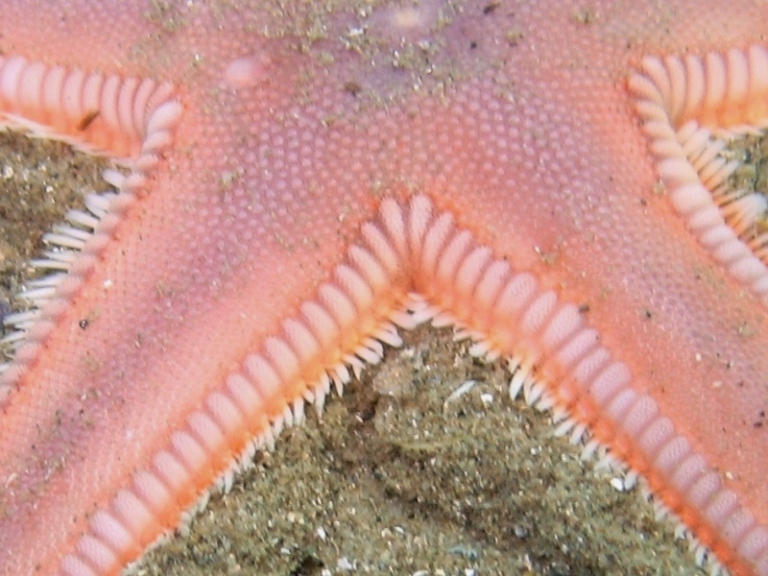 Astropecten irregularis (Pennant, 1777) , Natura Mediterraneo | Forum ...