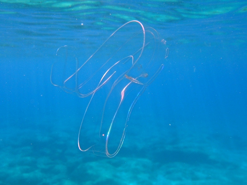 Cestum veneris (Lesueur, 1813) , Natura Mediterraneo | Forum Naturalistico