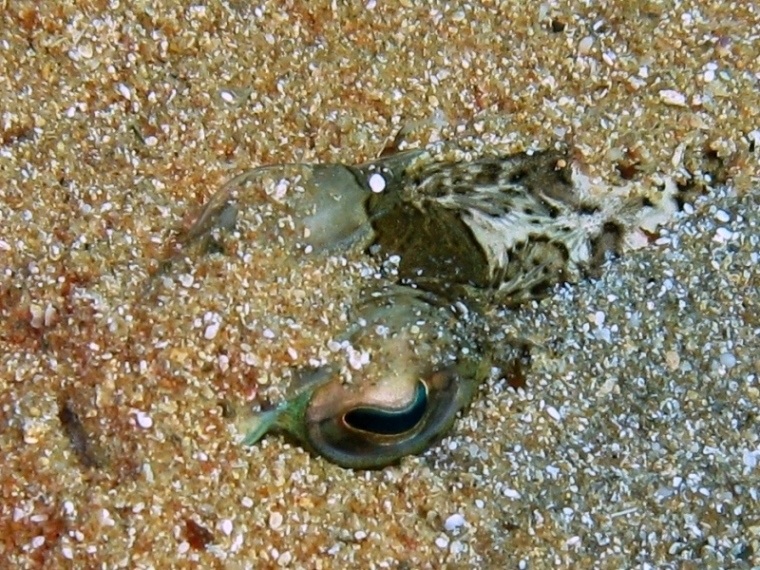 Trachinus radiatus (Cuvier, 1829) , Natura Mediterraneo | Forum ...