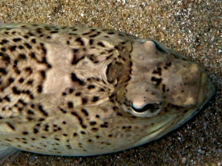 Trachinus radiatus (Cuvier, 1829) , Natura Mediterraneo | Forum ...