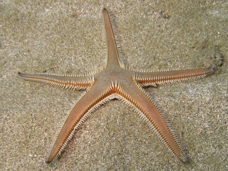Guida all’identificazione del genere Astropecten , Natura Mediterraneo ...