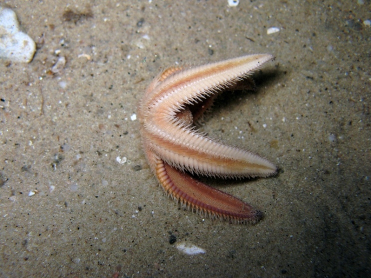 Astropecten irregularis (Pennant, 1777) , Natura Mediterraneo | Forum ...