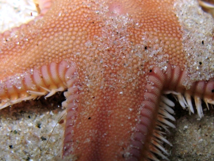 Astropecten irregularis (Pennant, 1777) , Natura Mediterraneo | Forum ...