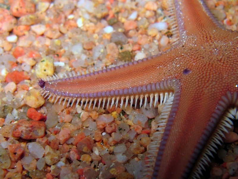 Astropecten irregularis (Pennant, 1777) , Natura Mediterraneo | Forum ...