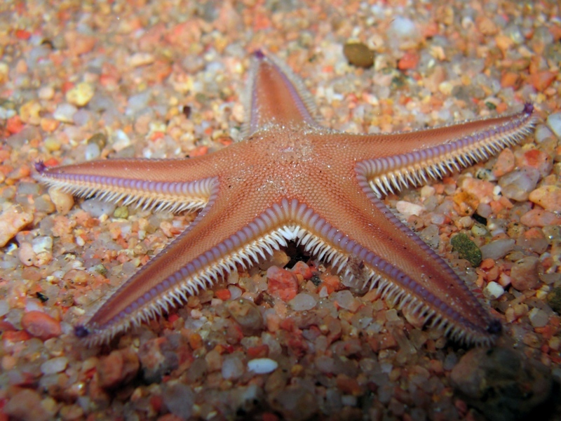 Astropecten irregularis (Pennant, 1777) , Natura Mediterraneo | Forum ...