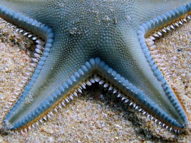 Guida all’identificazione del genere Astropecten , Natura Mediterraneo ...