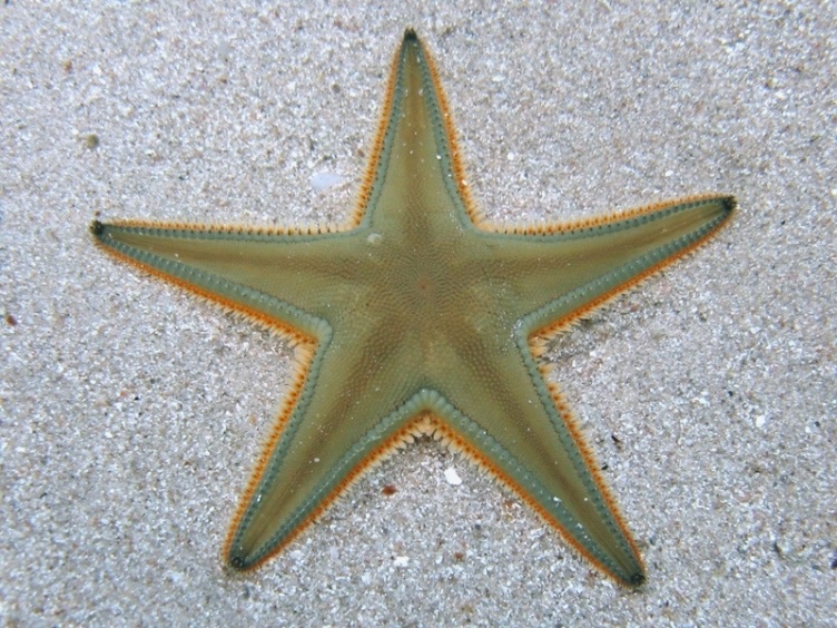 Guida all’identificazione del genere Astropecten , Natura Mediterraneo ...