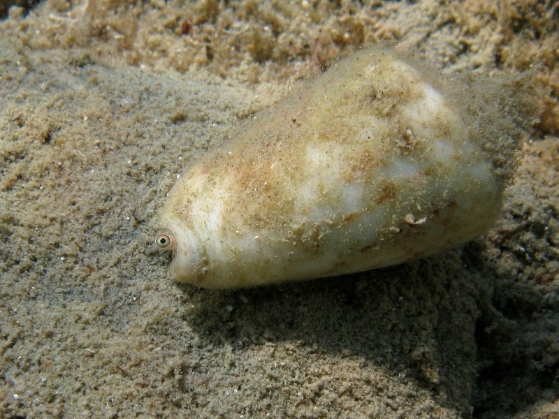 Conomurex persicus (Swainson, 1821) - specie lessepsiana , Natura ...