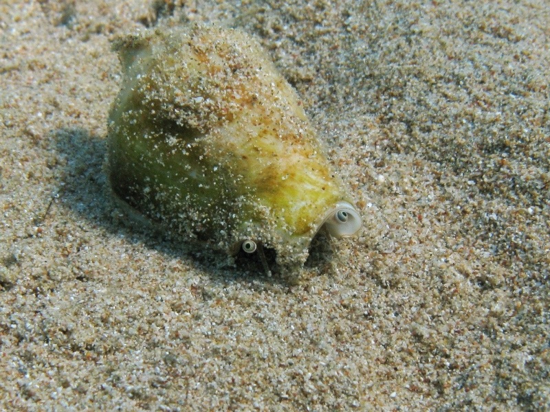 Conomurex persicus (Swainson, 1821) - specie lessepsiana , Natura ...