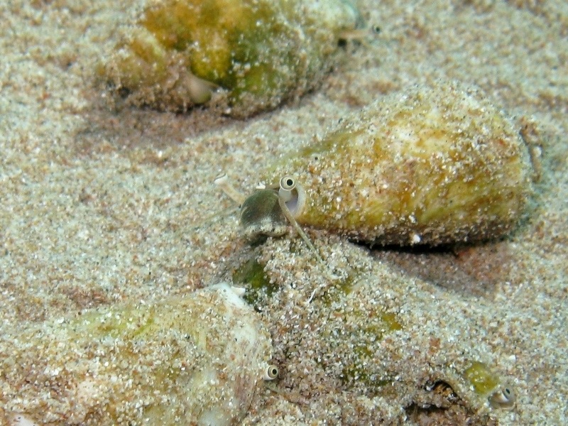 Conomurex persicus (Swainson, 1821) - specie lessepsiana , Natura ...