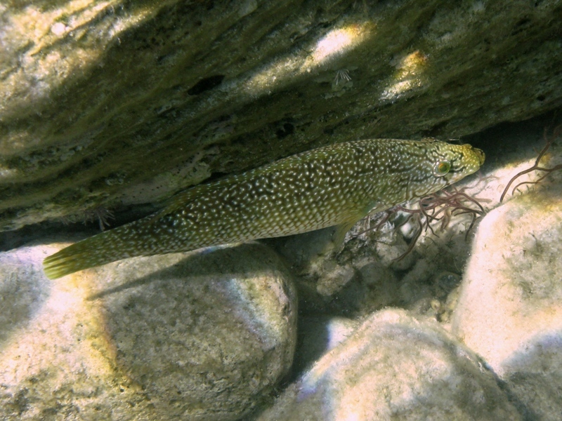 Labrus viridis (Tordo marvizzo) , Natura Mediterraneo | Forum Naturalistico