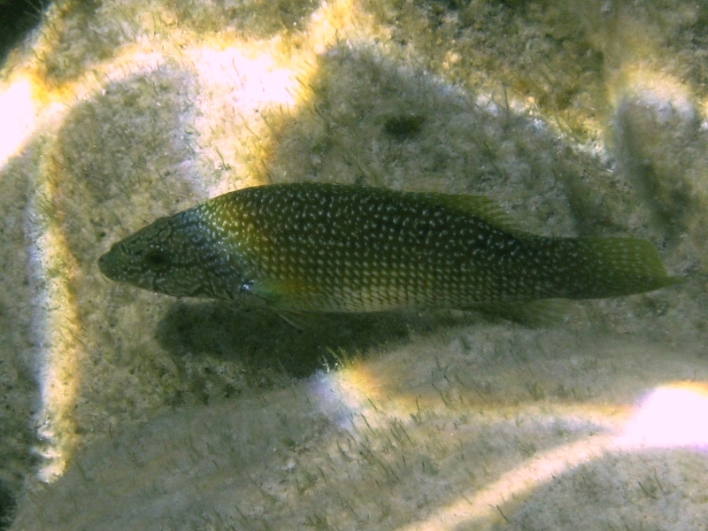 Labrus viridis (Tordo marvizzo) , Natura Mediterraneo | Forum Naturalistico