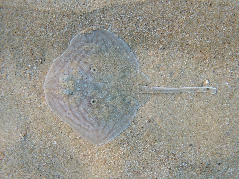 Raja radula (Delaroche, 1809) , Natura Mediterraneo | Forum Naturalistico