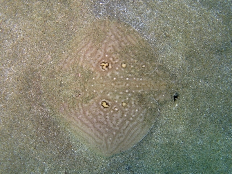 Raja radula (Delaroche, 1809) , Natura Mediterraneo | Forum Naturalistico