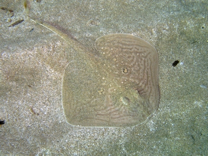 Raja radula (Delaroche, 1809) , Natura Mediterraneo | Forum Naturalistico