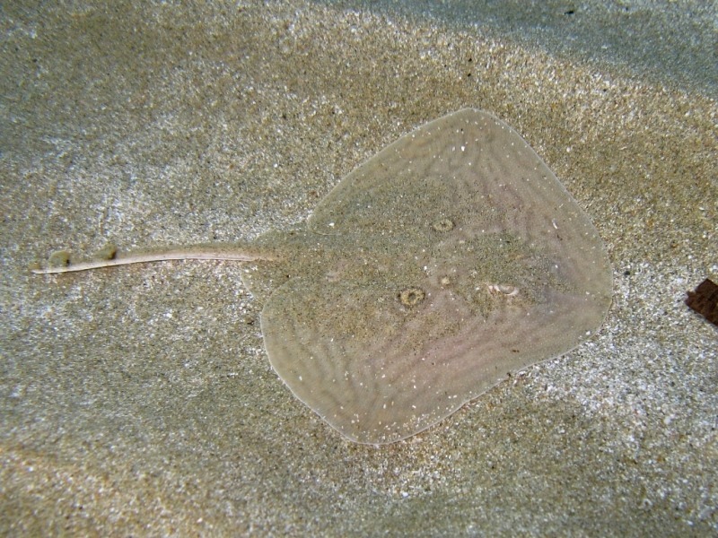 Raja radula (Delaroche, 1809) , Natura Mediterraneo | Forum Naturalistico