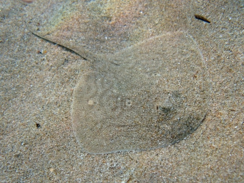 Raja radula (Delaroche, 1809) , Natura Mediterraneo | Forum Naturalistico