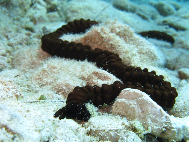 Synaptula reciprocans (Forskal, 1775) - oloturia lessepsiana , Natura ...