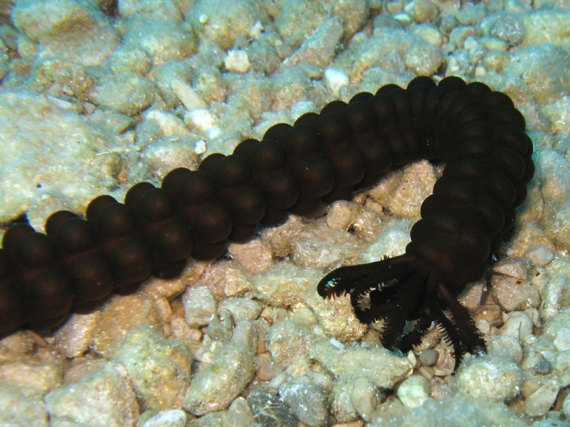 Synaptula reciprocans (Forskal, 1775) - oloturia lessepsiana , Natura ...