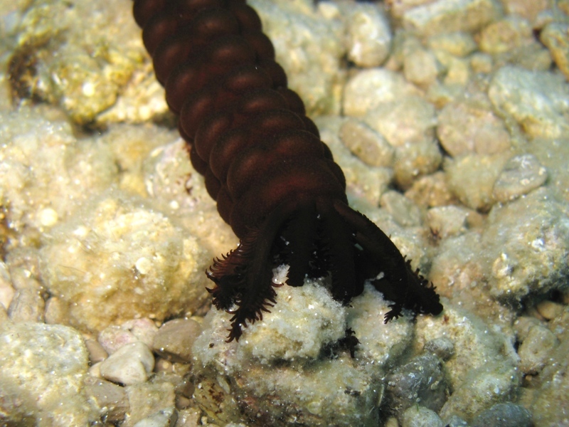 Synaptula reciprocans (Forskal, 1775) - oloturia lessepsiana , Natura ...