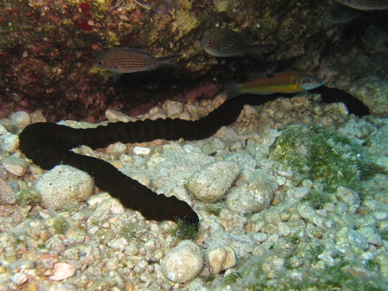 Synaptula reciprocans (Forskal, 1775) - oloturia lessepsiana , Natura ...