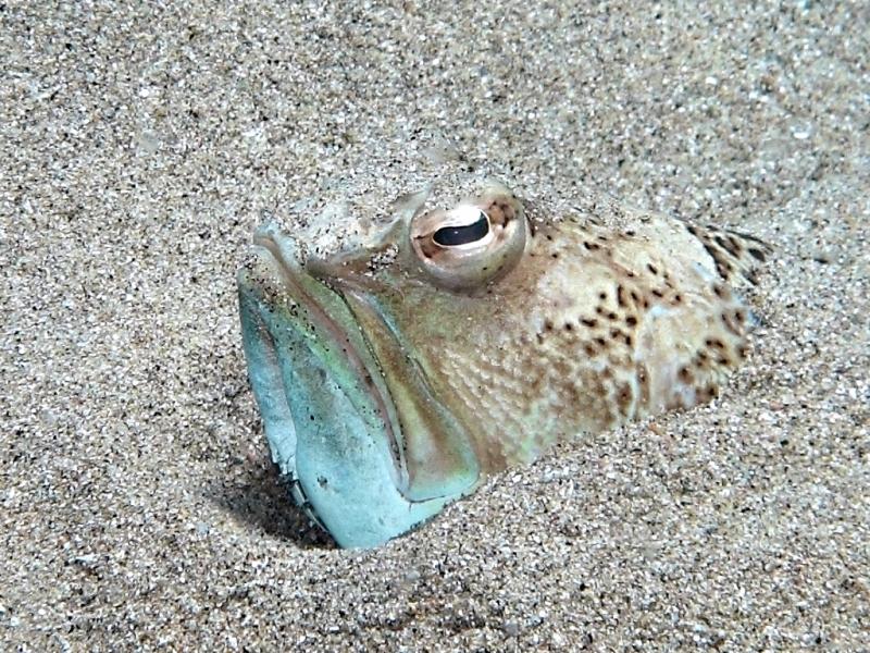 Trachinus radiatus (Cuvier, 1829) , Natura Mediterraneo | Forum ...