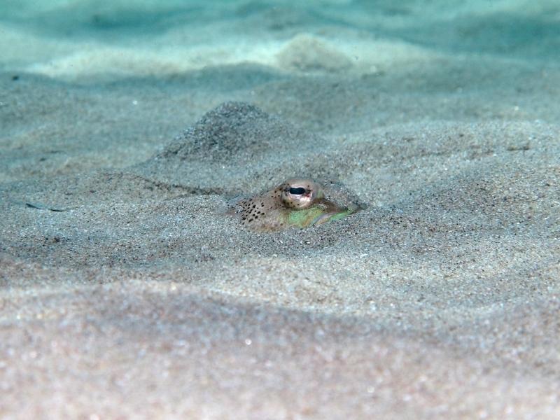 Trachinus radiatus (Cuvier, 1829) , Natura Mediterraneo | Forum ...