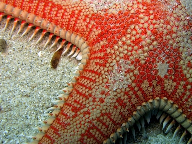 Astropecten aranciacus (Linnaeus, 1758) , Natura Mediterraneo | Forum ...