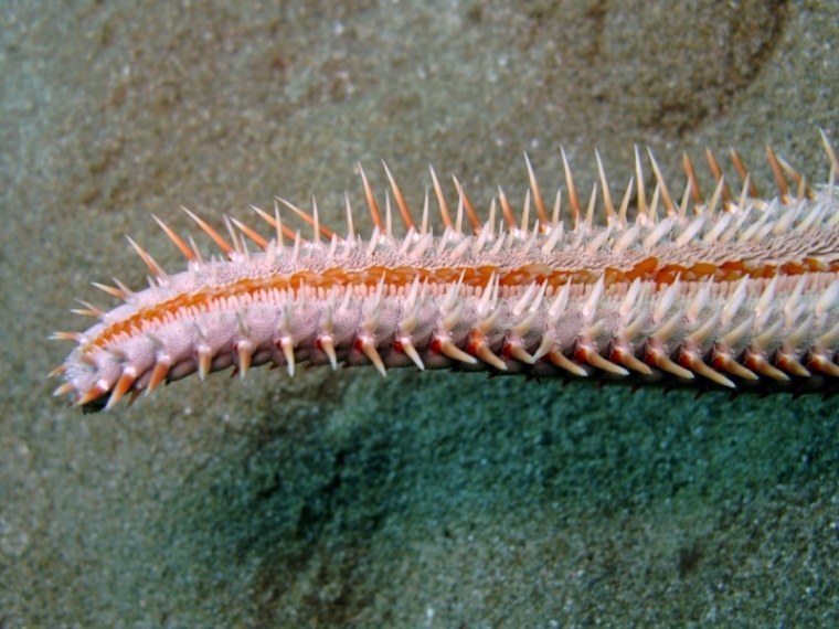 Astropecten aranciacus (Linnaeus, 1758) , Natura Mediterraneo | Forum ...