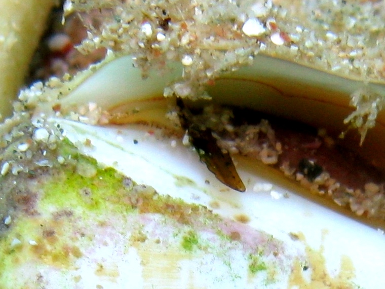 Conomurex persicus (Swainson, 1821) - specie lessepsiana , Natura ...