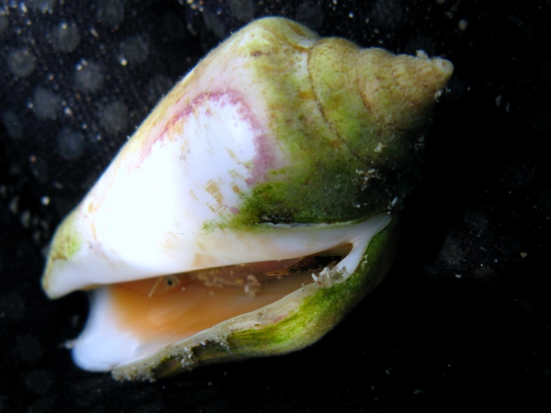 Conomurex persicus (Swainson, 1821) - specie lessepsiana , Natura ...