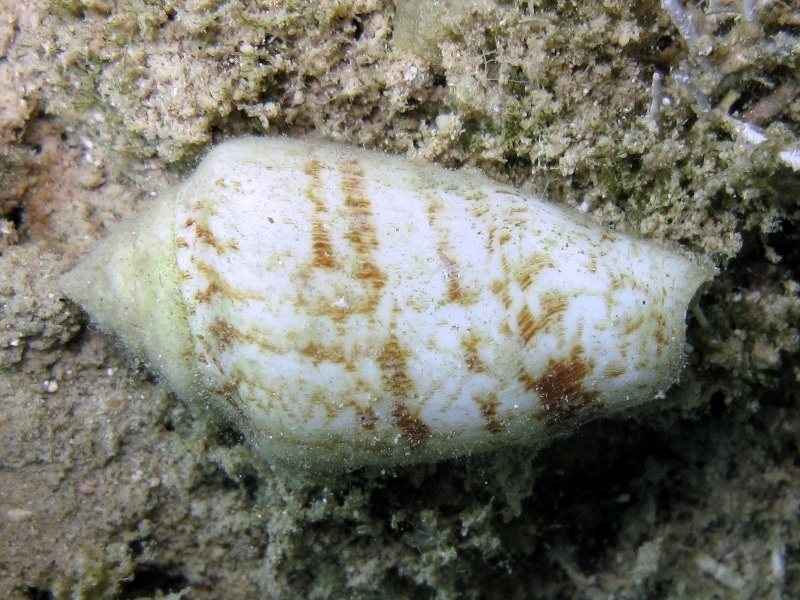 Conomurex persicus (Swainson, 1821) - specie lessepsiana , Natura ...